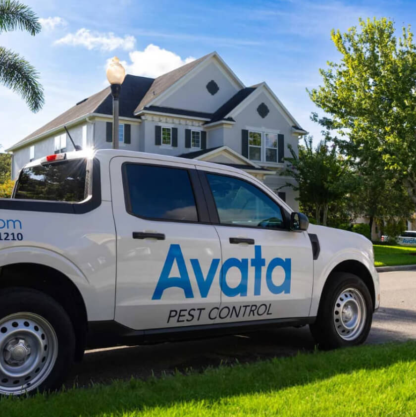 Best Rodent Control Services in Clermont Florida