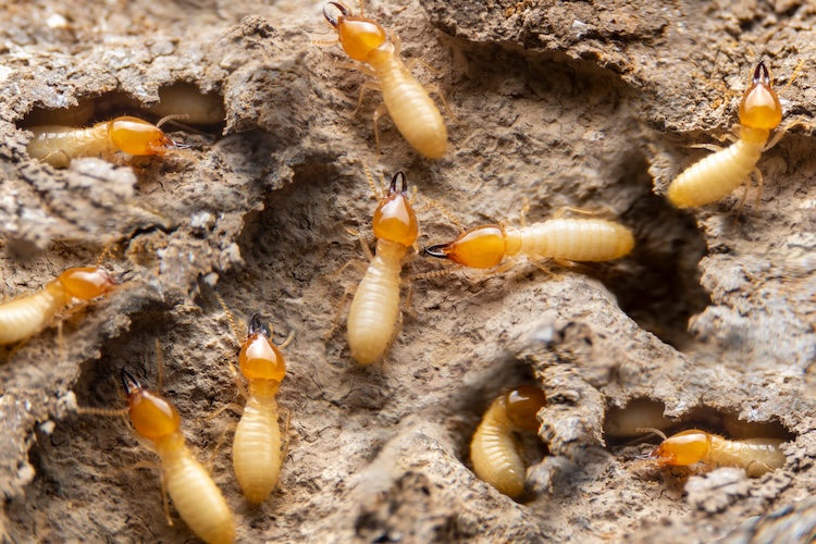 Clermont Pest Control | Avata Pest Control